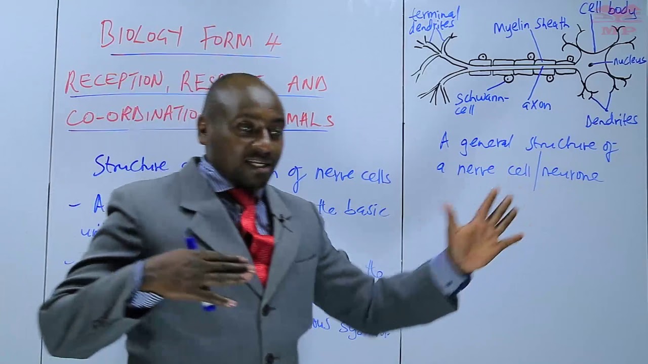 KCSE - BIOLOGY FORM 4- RECEPTION,RESPONSE & CO-ORDINATION IN ANIMALS ...