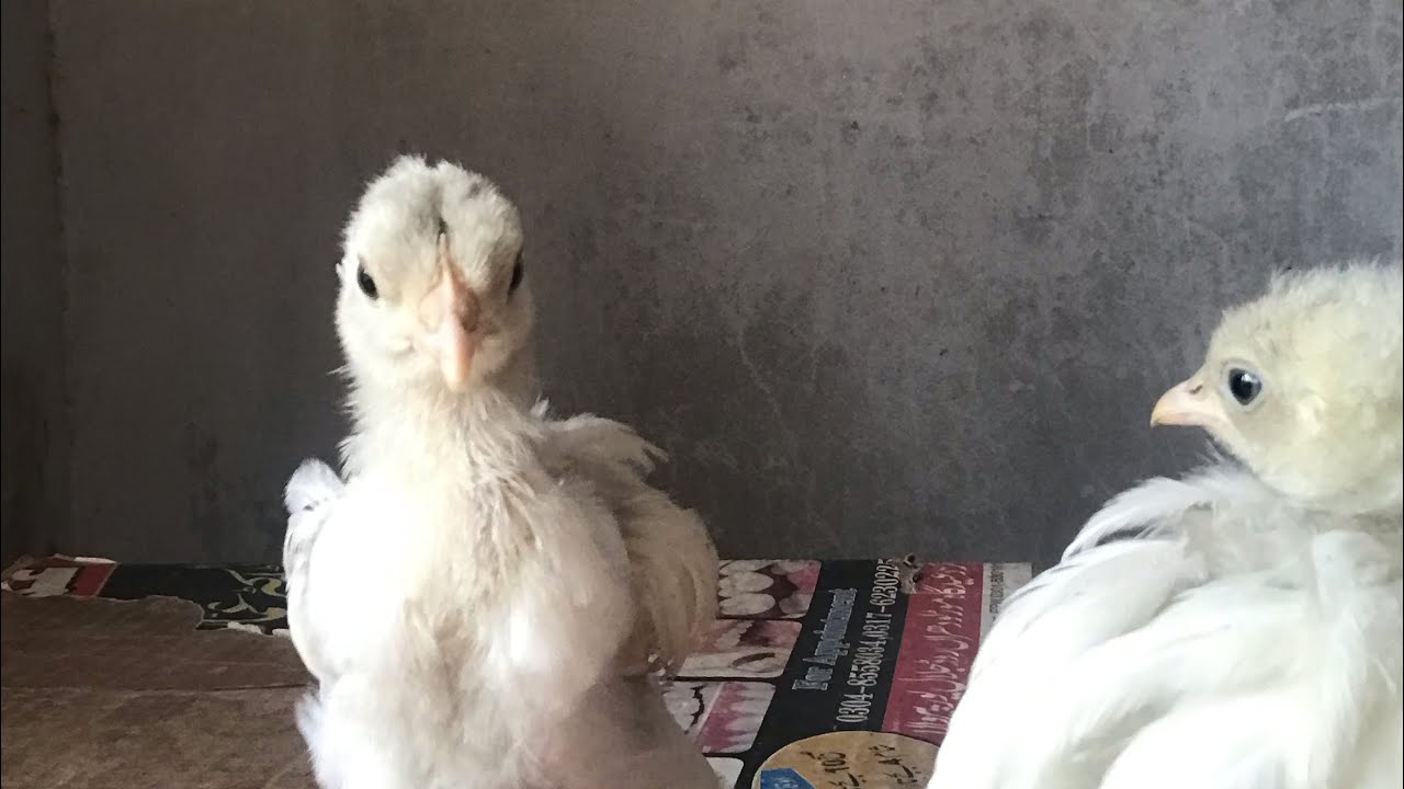 Fancy chiks 🐥 ️ - YouTube