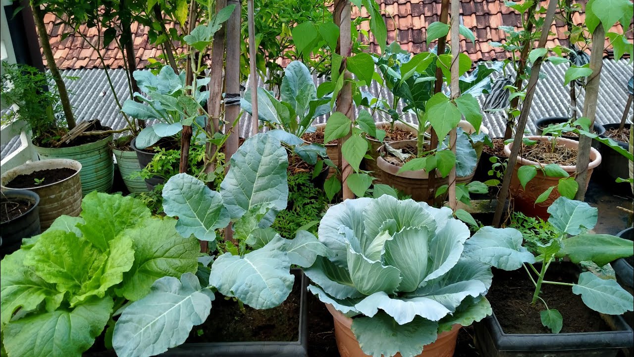 pindah tanam kembang kol dan selada - YouTube