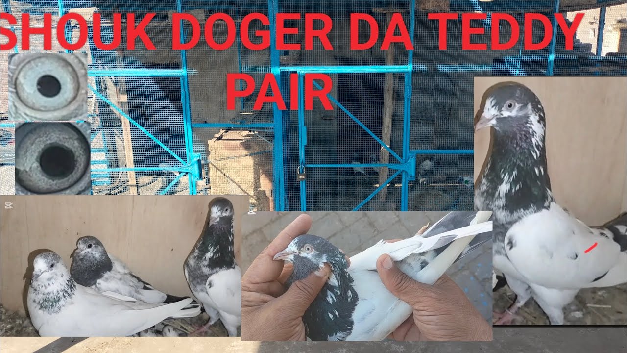 Shouk Doger Da Dhrempura Lahore Pakistan Pair No.65#Pigeon#Teddy# ...