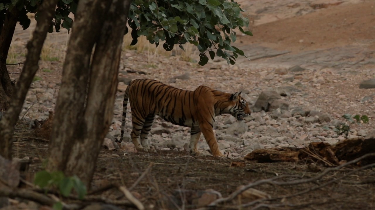 Noor, Queen Of Ranthambore Teaser - YouTube