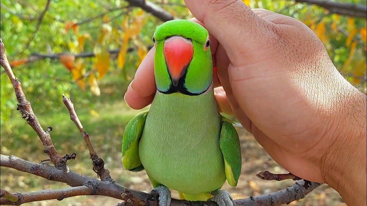 Amazing Hand Tame Talking Ringneck Parrot - YouTube