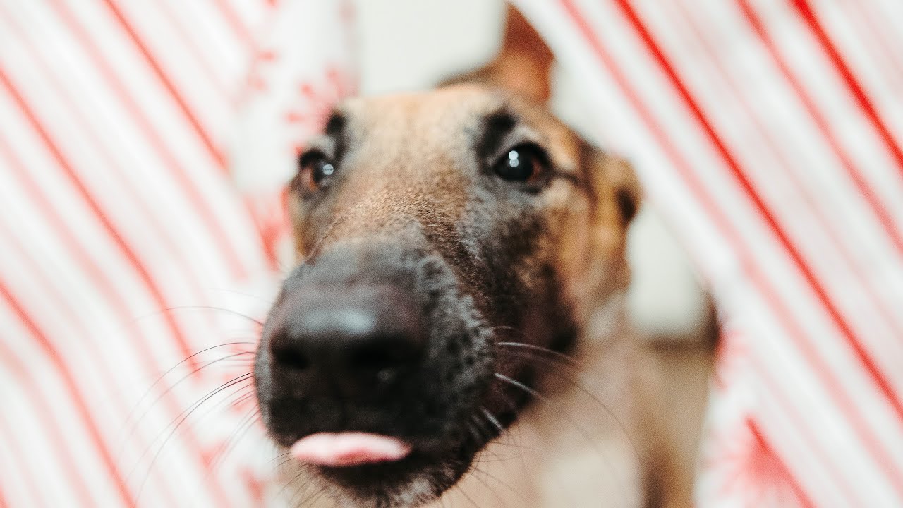Teach your dog Non Verbal cues for commands - YouTube