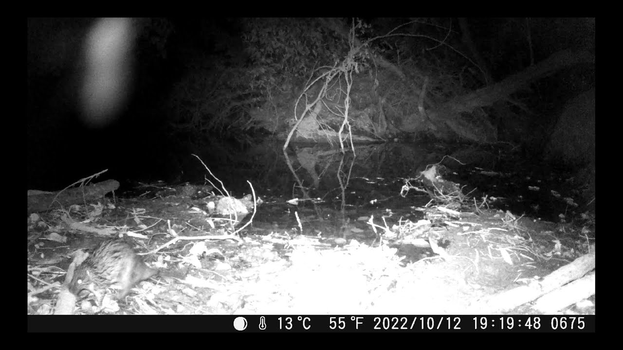 The Australian Otter - Rakali - YouTube