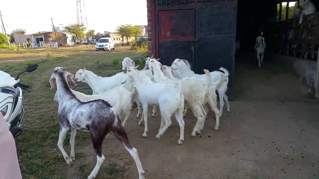 ADILAID GOAT FARM & FEED MART - YouTube