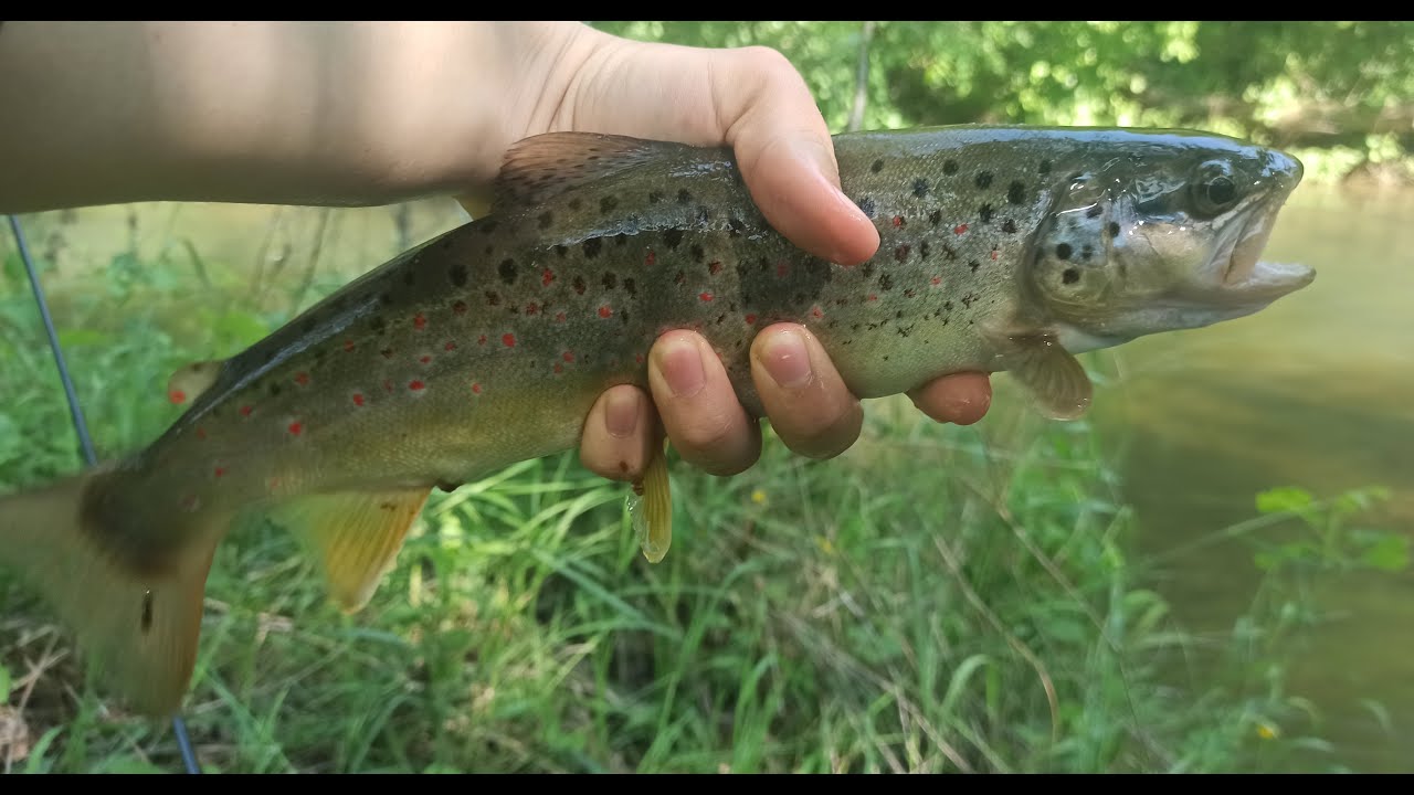 Pecanje pastrmke (reka Moravica). Fly fishing in river Moravica. - YouTube