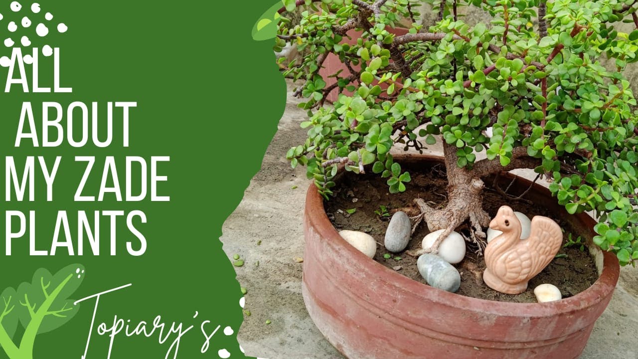 zade plant - YouTube