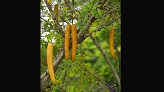 10 Plants That Will Make You Happy. Plant #2: Candle Tree.