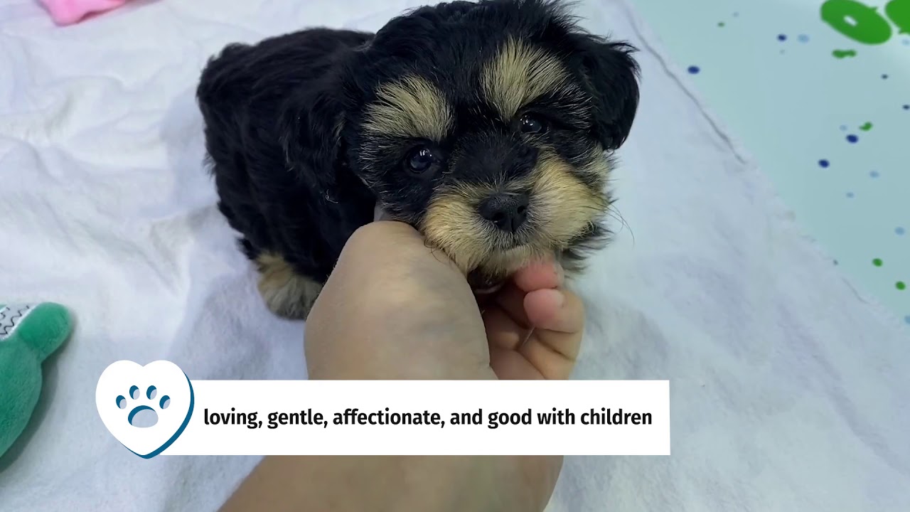 Adult Yochon Puppies