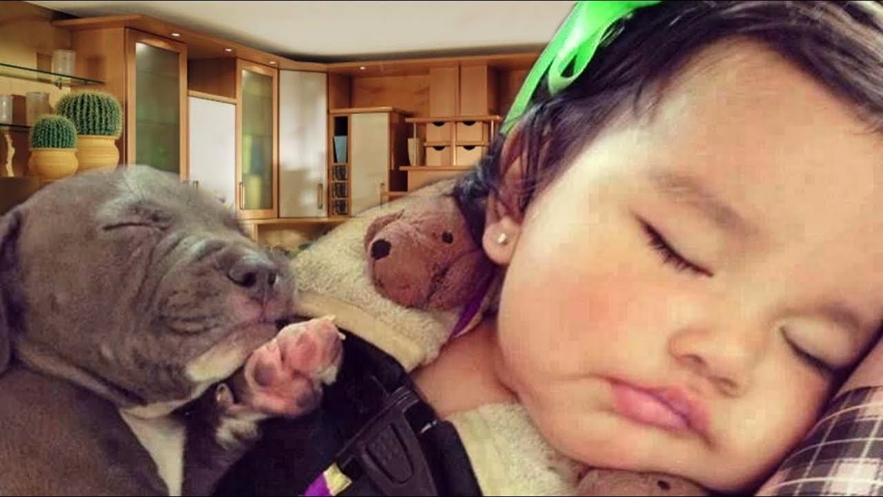 Pit Bull Puppy Playing With Babies and Kids Compilation - YouTube