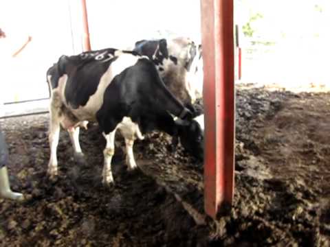 cow stifle lamness - YouTube