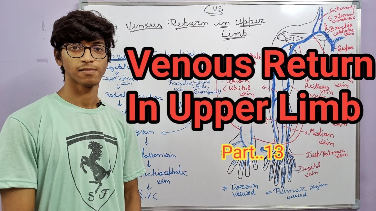Anatomy & Physiology !! CVS !! Venous Return In Upper Limb !! BY Target ...