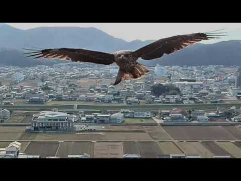 Hawk attacks drone - YouTube