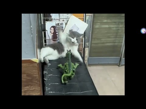 cute and funny animals (collection 28)