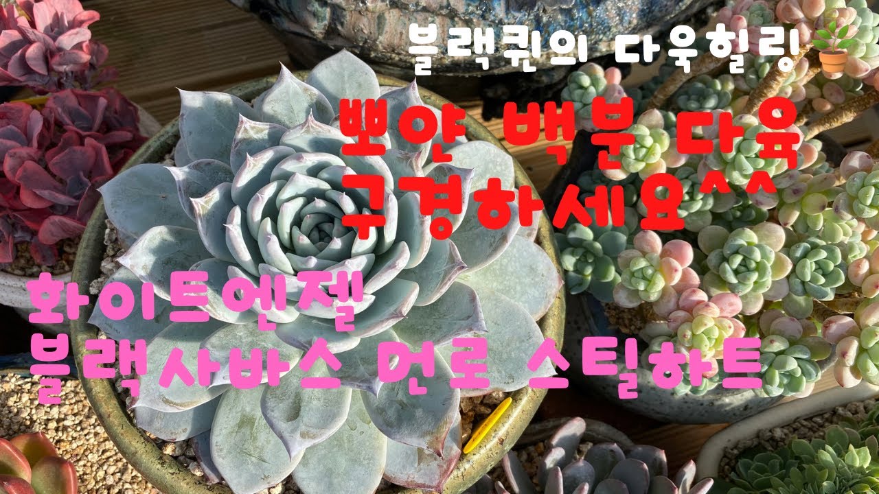 블랙사바스백분다육구경하세요블랙퀸의다육힐링블랙퀸다육식물다육엔풍경 Youtube