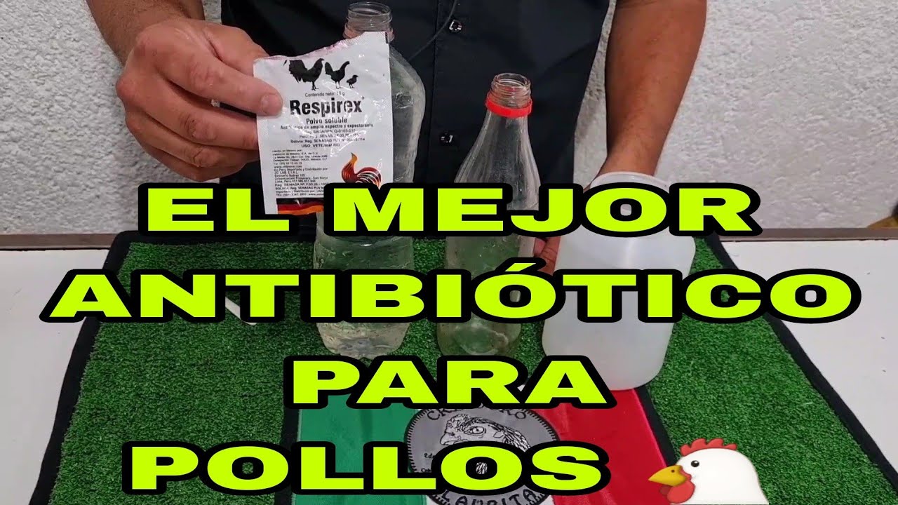 el mejor ANTIBIÓTICO para POLLOS (vídeo 4 de los preventivos en el agua ...