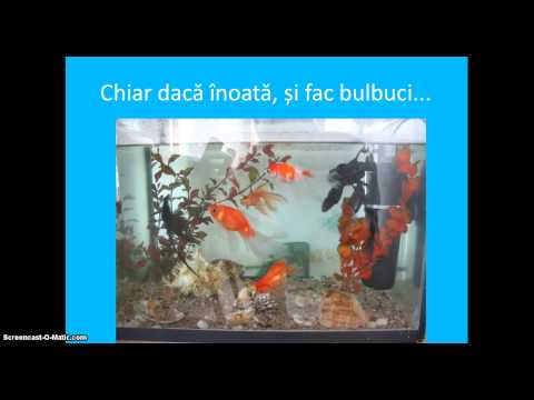 Eris Vet Bucium Iasi