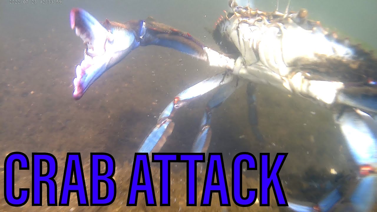 Crab nearly BREAKS the camera!! - YouTube