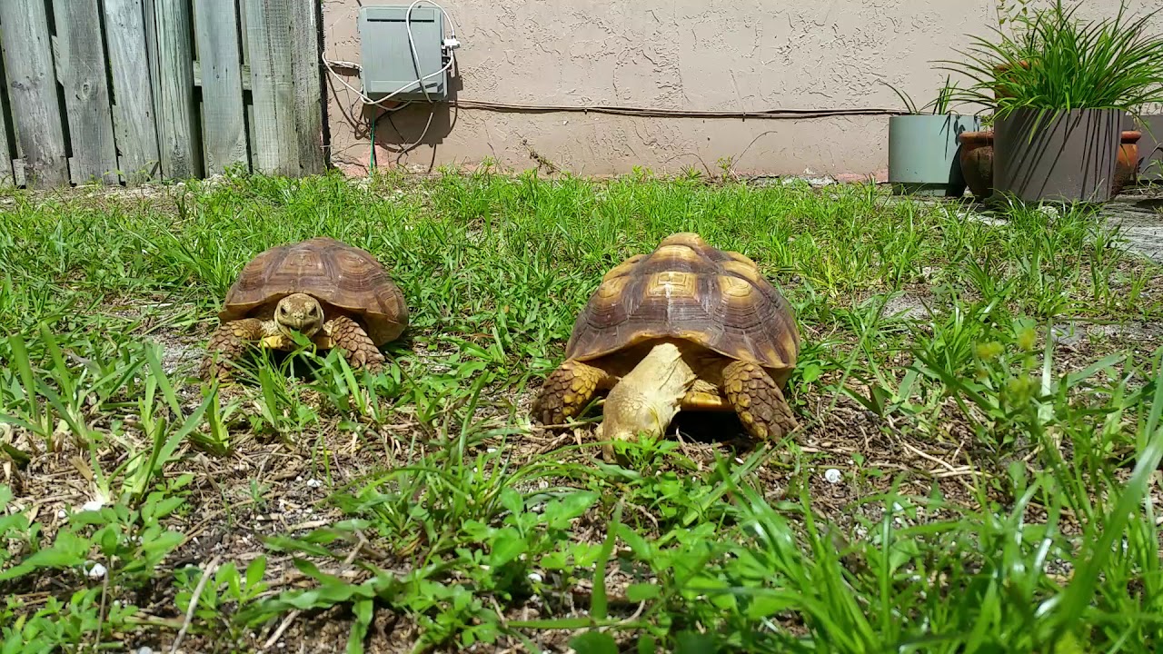 My Two Female Sulcata Tortoises - YouTube