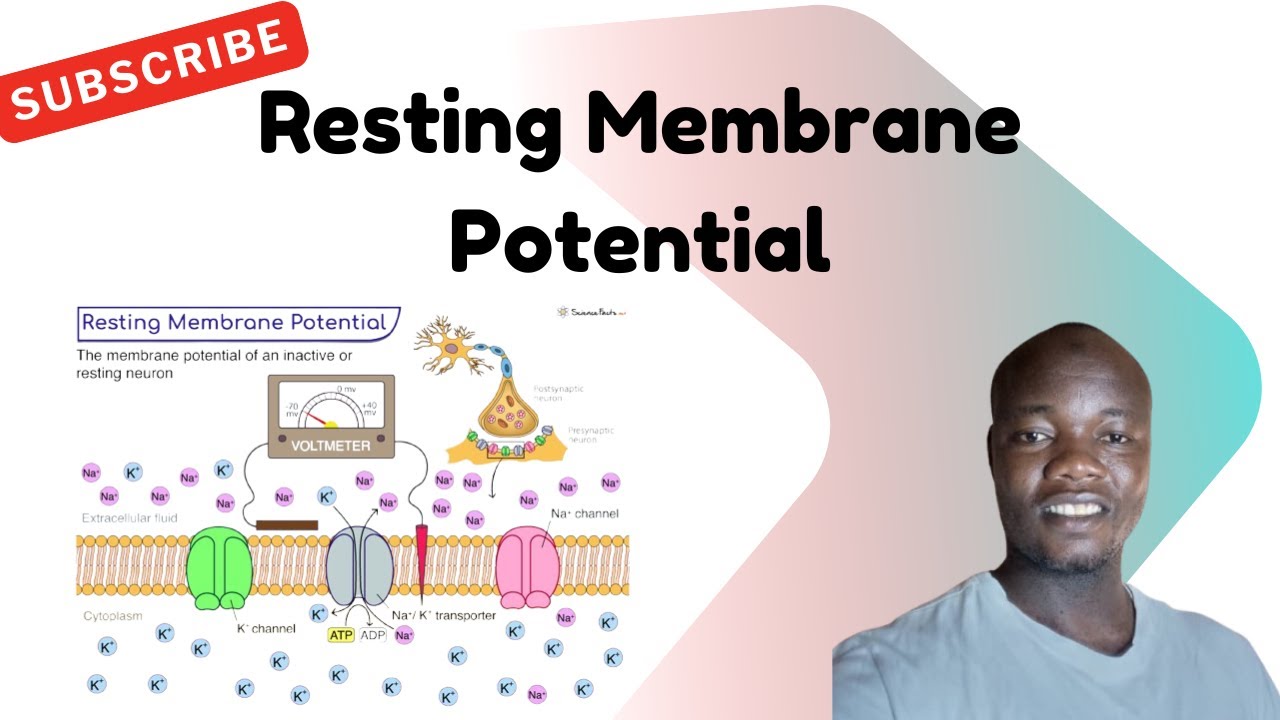 Resting Membrane Potential - YouTube