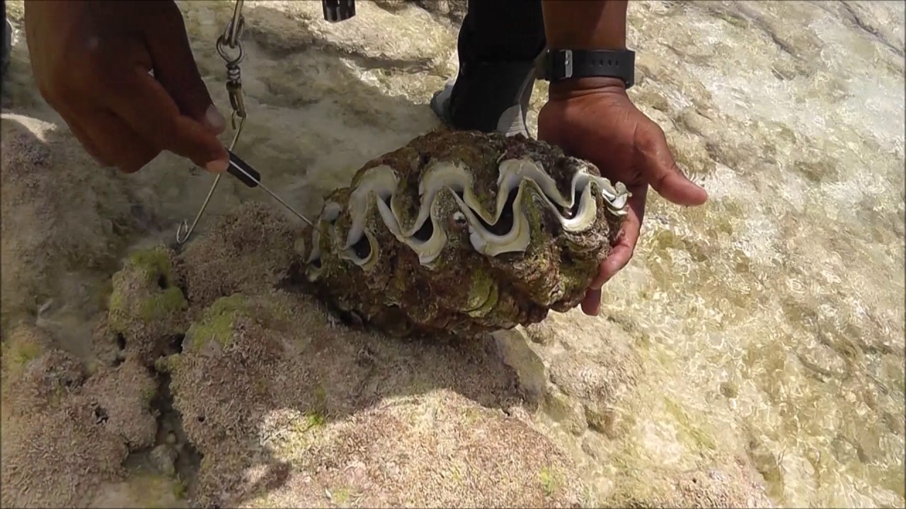 Shells, clam mollusk, corals, Christmas Island, Kiribati - YouTube