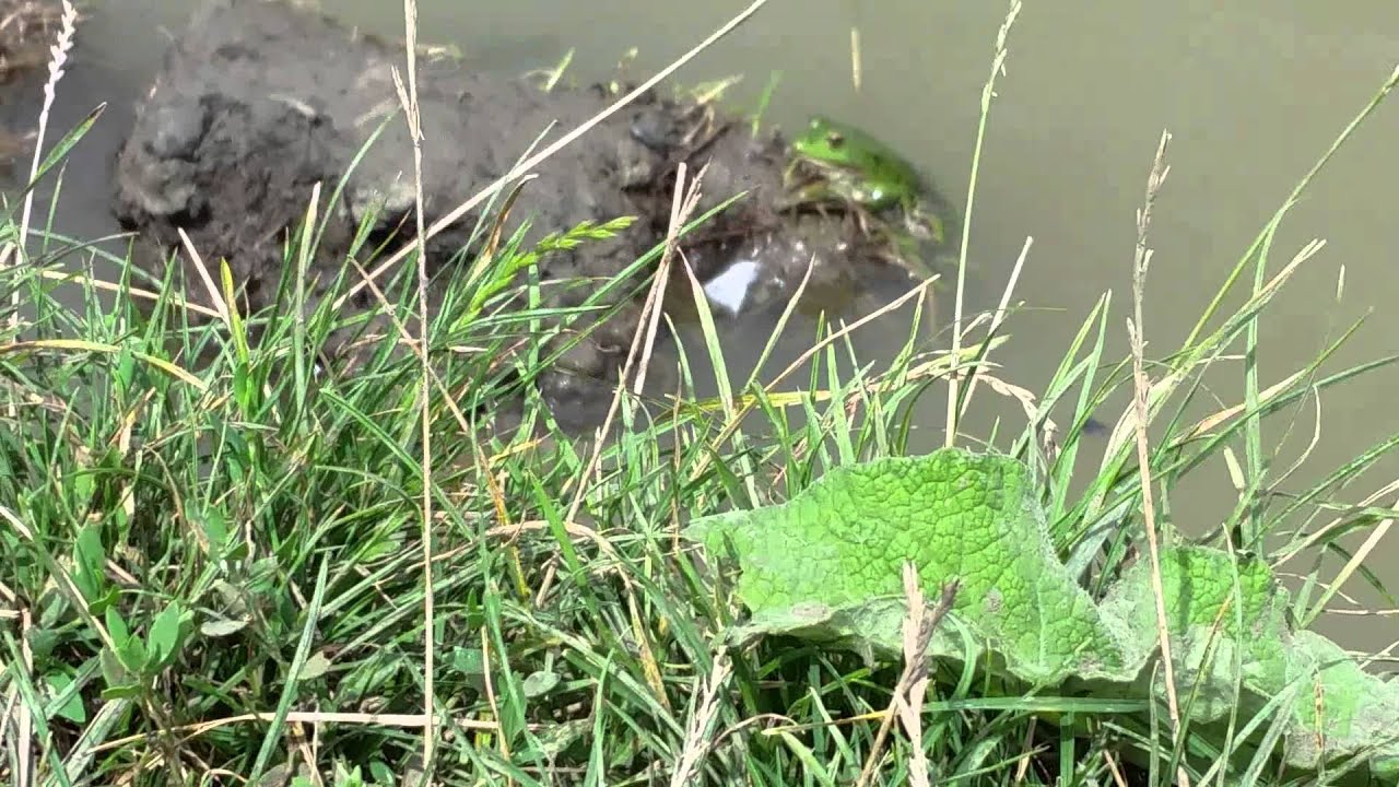 Broscutele - YouTube