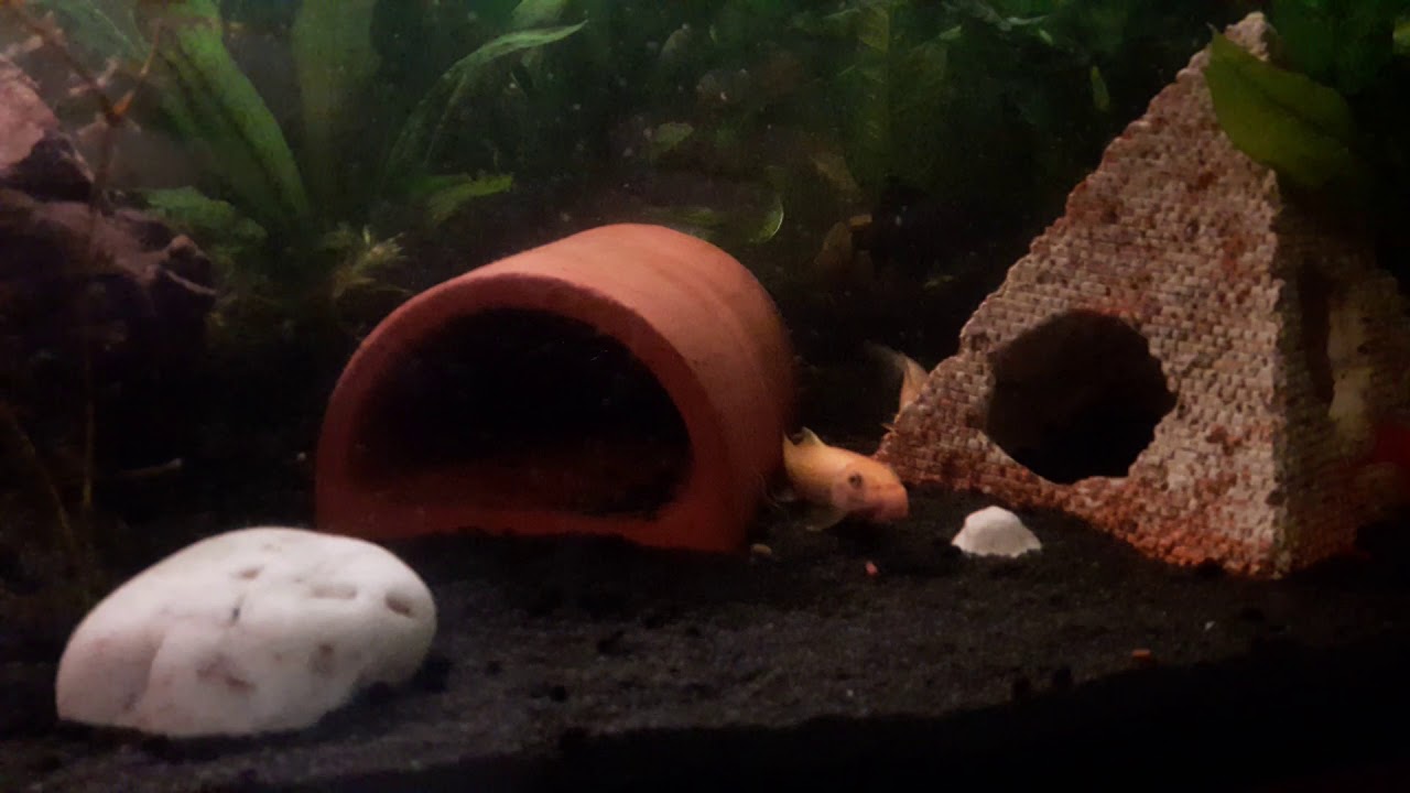 Goodish with Tropical fish getting along fine - YouTube