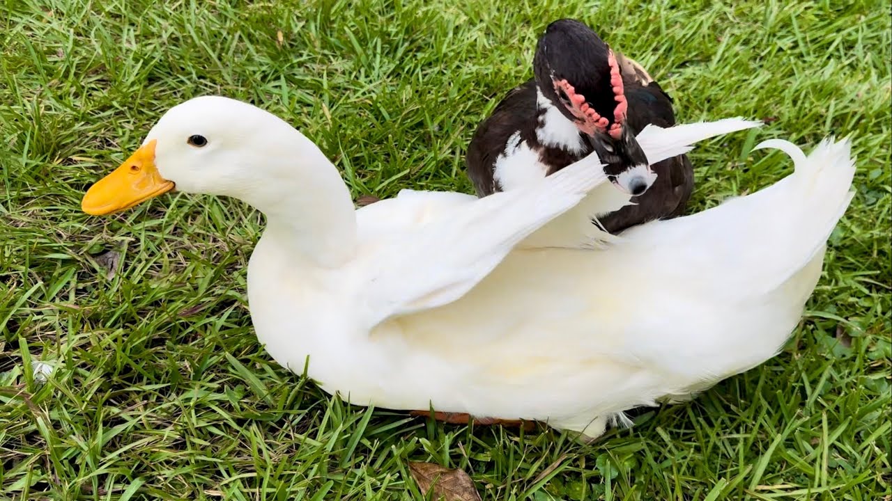 Duck Fight | Angry Muscovy Duck Attacks Pekin Duck - YouTube
