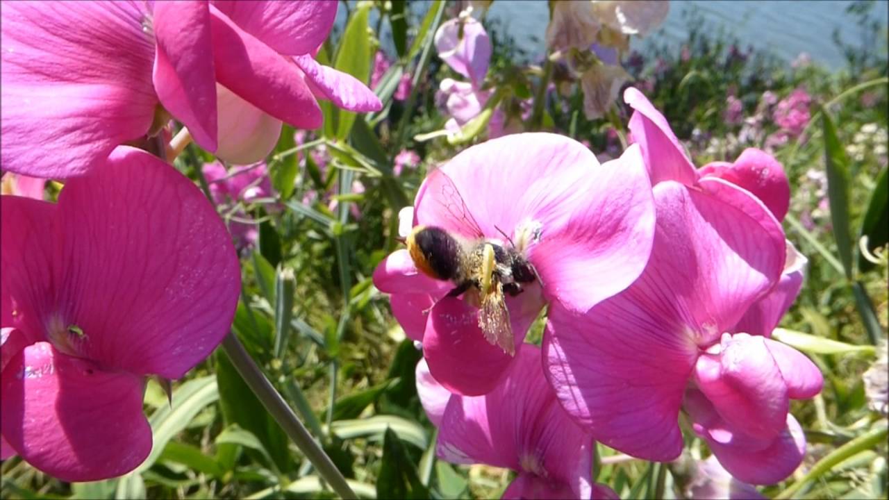 Leaf cutter bee drinking from wild pea flower - YouTube