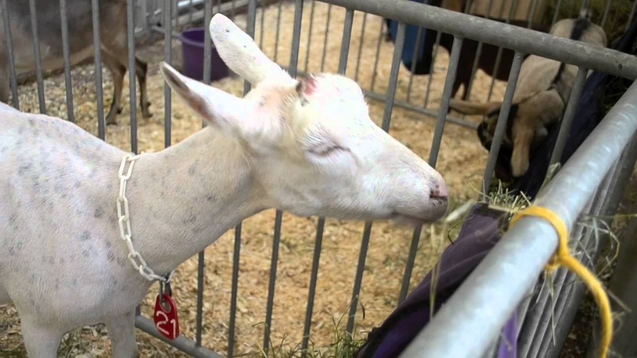 State Fair Animals at MN State Fair - YouTube