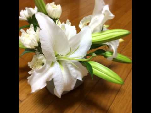 В УРУЧЬЕ ВОЗЛЕ ШКОЛЫ РАСТУТ КРУПНЫЕ ЛИЛИИ #красивыецветы #красочнаякартинка #Богчудесатворит #Божь