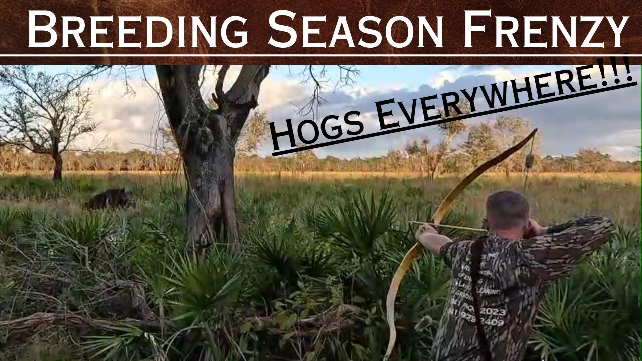Bow Hunting Hogs, 5 hogs in an HOUR. - YouTube