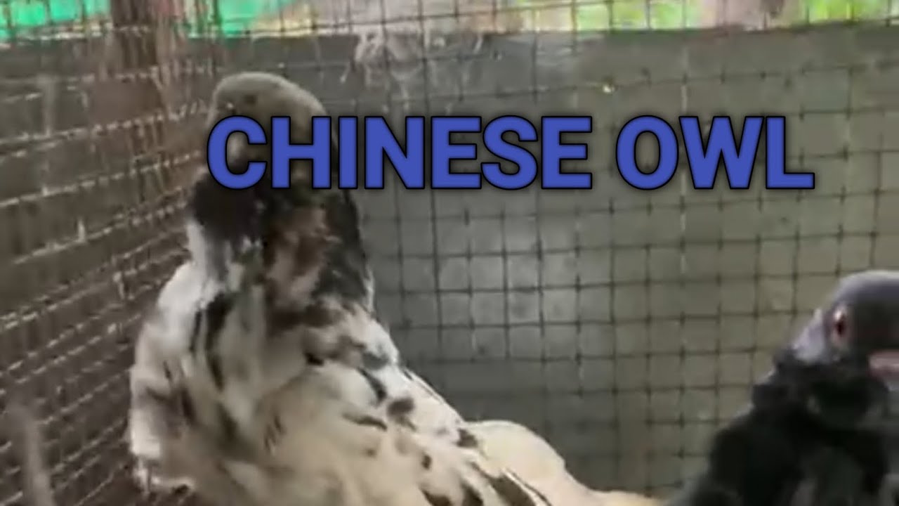 #CHINESE OWL#CHINESE OWL$ - YouTube