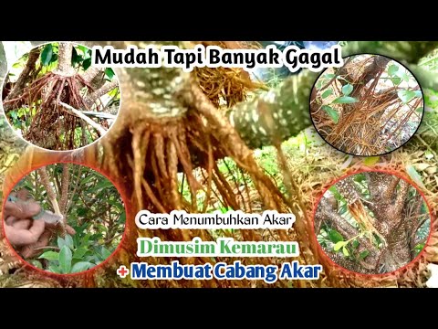 Ada Cara Yang Mudah Untuk Pemula !! Membuat Percabangan Akar Dari 2 ...