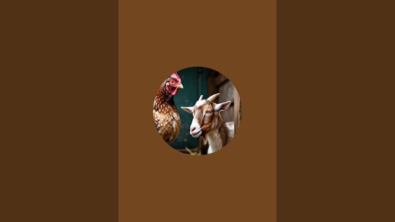 Simple desi poultry farm ..Amardip Agro Farm is live - YouTube