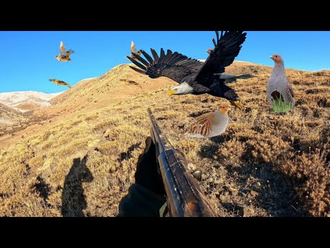 2 Günlük Keklik Avı/Babamla Keklik Avı yaptık Vurduğum Kekliği Kartal Kaptı/Partridge Hunting 