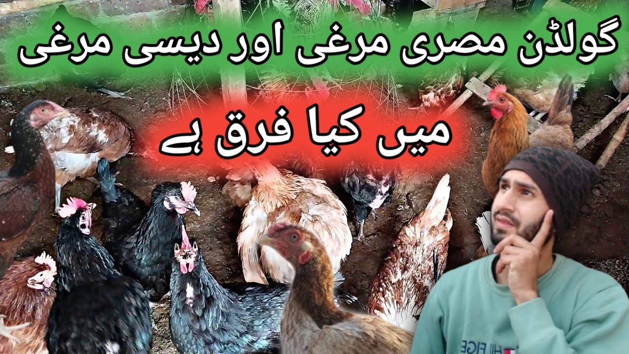 Golden Misri Murgi Or Desi Murgi Mein Kiya Farq Hai || - YouTube