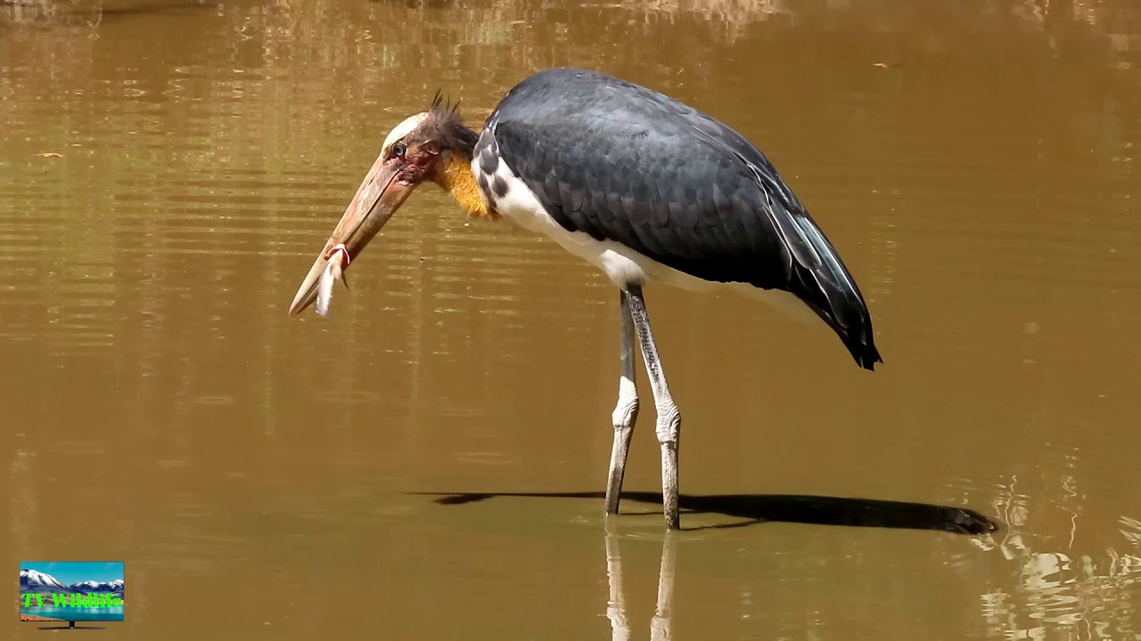 A large bird is catching fish alone, It is large bird with a sharp beak ...