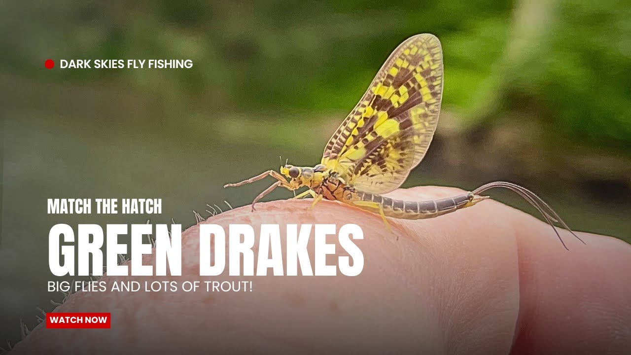 Match the Hatch: GREEN DRAKES Tips and Techniques for Fishing Big Flies ...