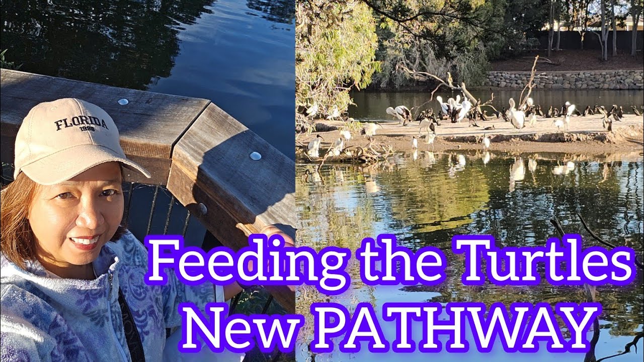 FEEDING THE TURTLES + CHECKED THE RENOVATED PATHWAY - YouTube