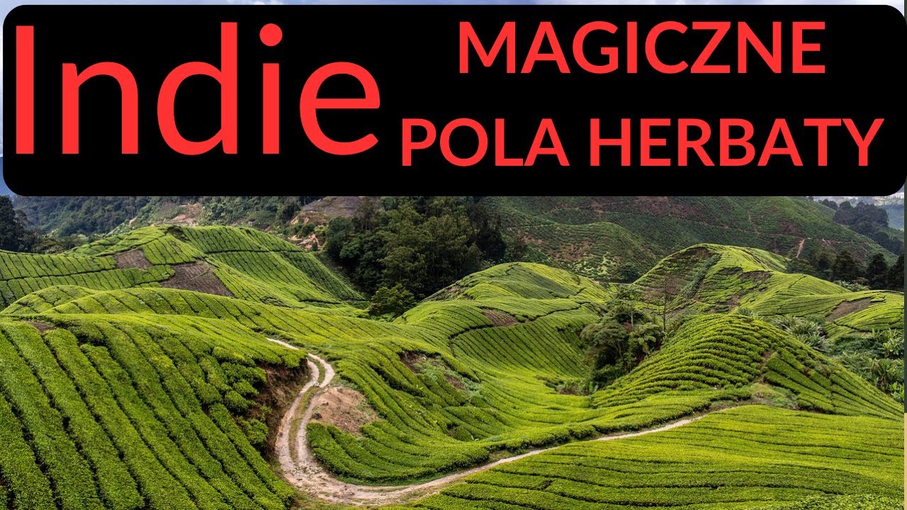 Indie Magiczne Pola Herbaciane😍 Niecodzienna Wyprawa do Indii na ...