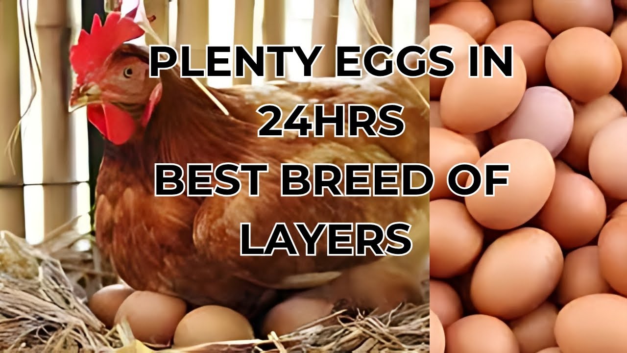 THE BEST BREED OF LAYERS FOR EGG PRODUCTION/chicken farming/poultry ...