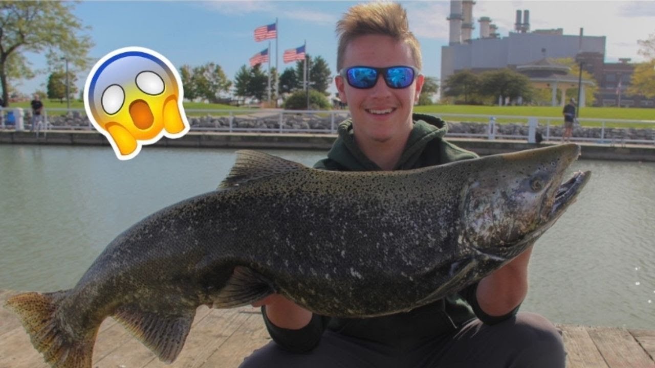 30+ lb MONSTER KING SALMON Caught in Port Washington Harbor (PB ALERT ...