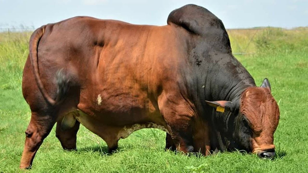 Biggest Bulls Of The World Gt 2021 Part 1 YouTube biggest-bulls-of-the-world-gt-2021-part-1-youtube