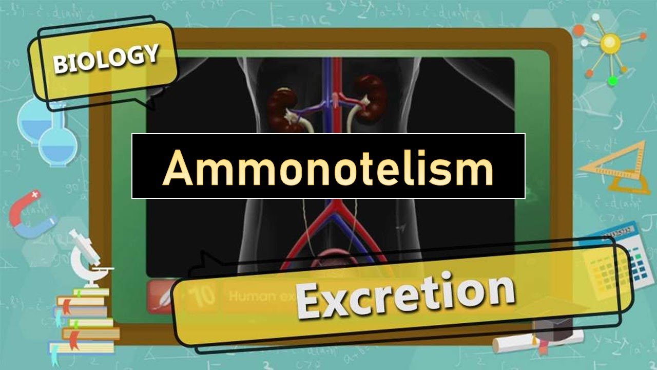Ammonotelism | Excretory Products and their Elimination | Class 11 ...