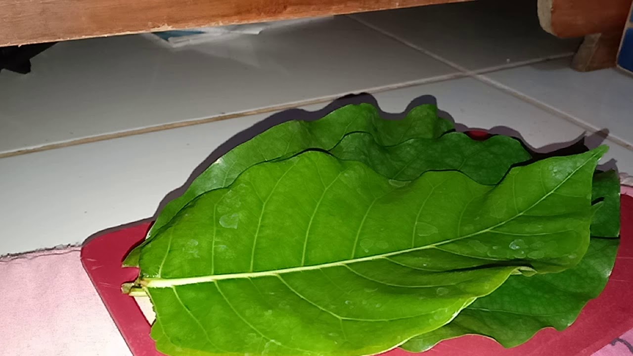 Manfaat Daun Awar-awar Dan Sebutannya Pada Daerah Masing Masing - YouTube