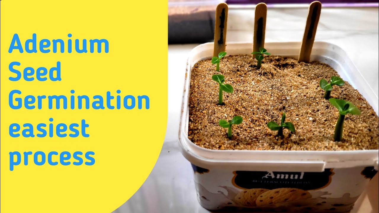 Adenium seed germination process | Arabicum seeds & obesum seeds - YouTube