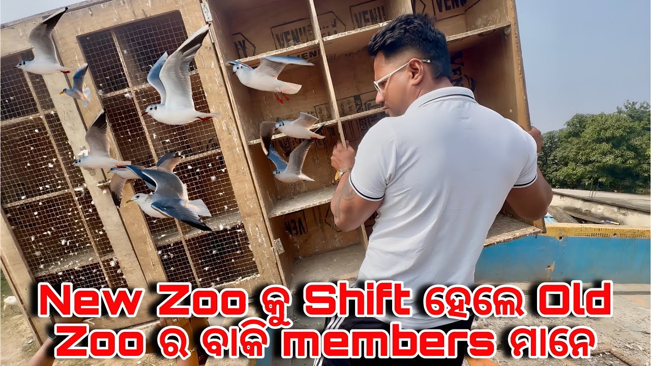 New Zoo କୁ Shift ହେଲେ Old Zoo ର ବାକି members ମାନେ || pet vlog Odisha ...