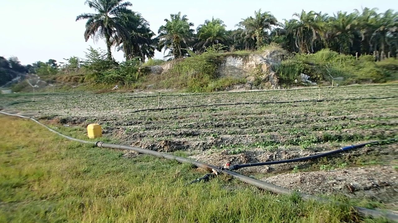 Watering of Jicama plants - YouTube