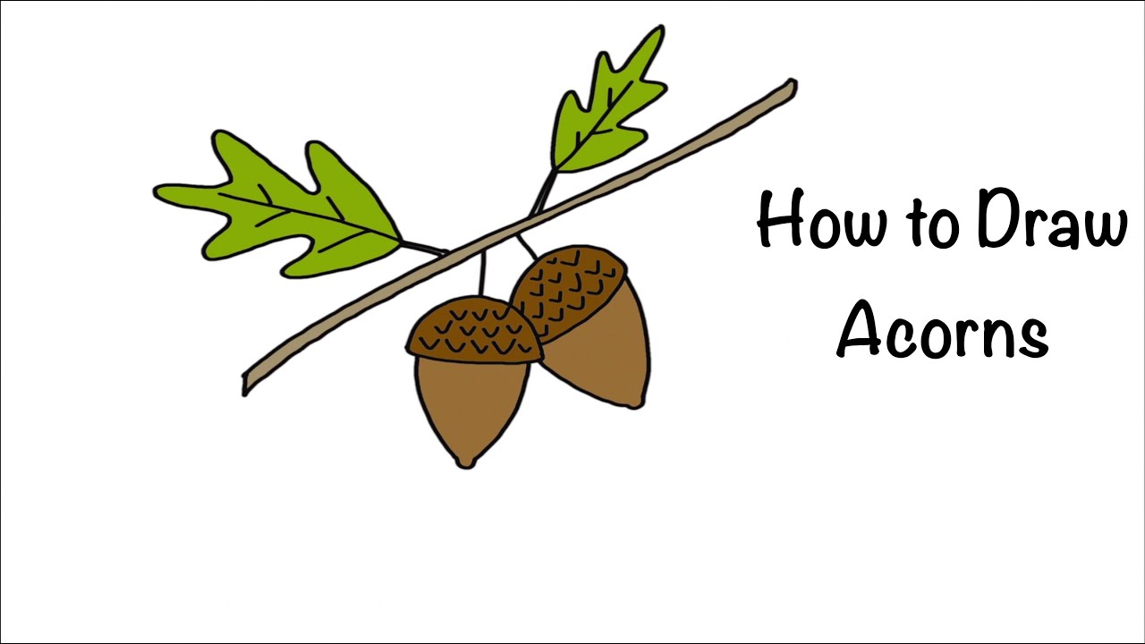 🔴 Drawing Thanksgiving Day Acorns Easy for Beginners. How to Draw ...